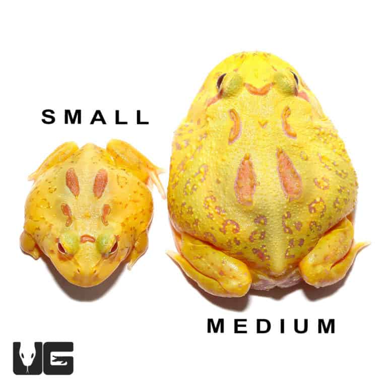 Pikachu Pacman Frogs (Ceratophrys cranwelli) for sale - Underground ...