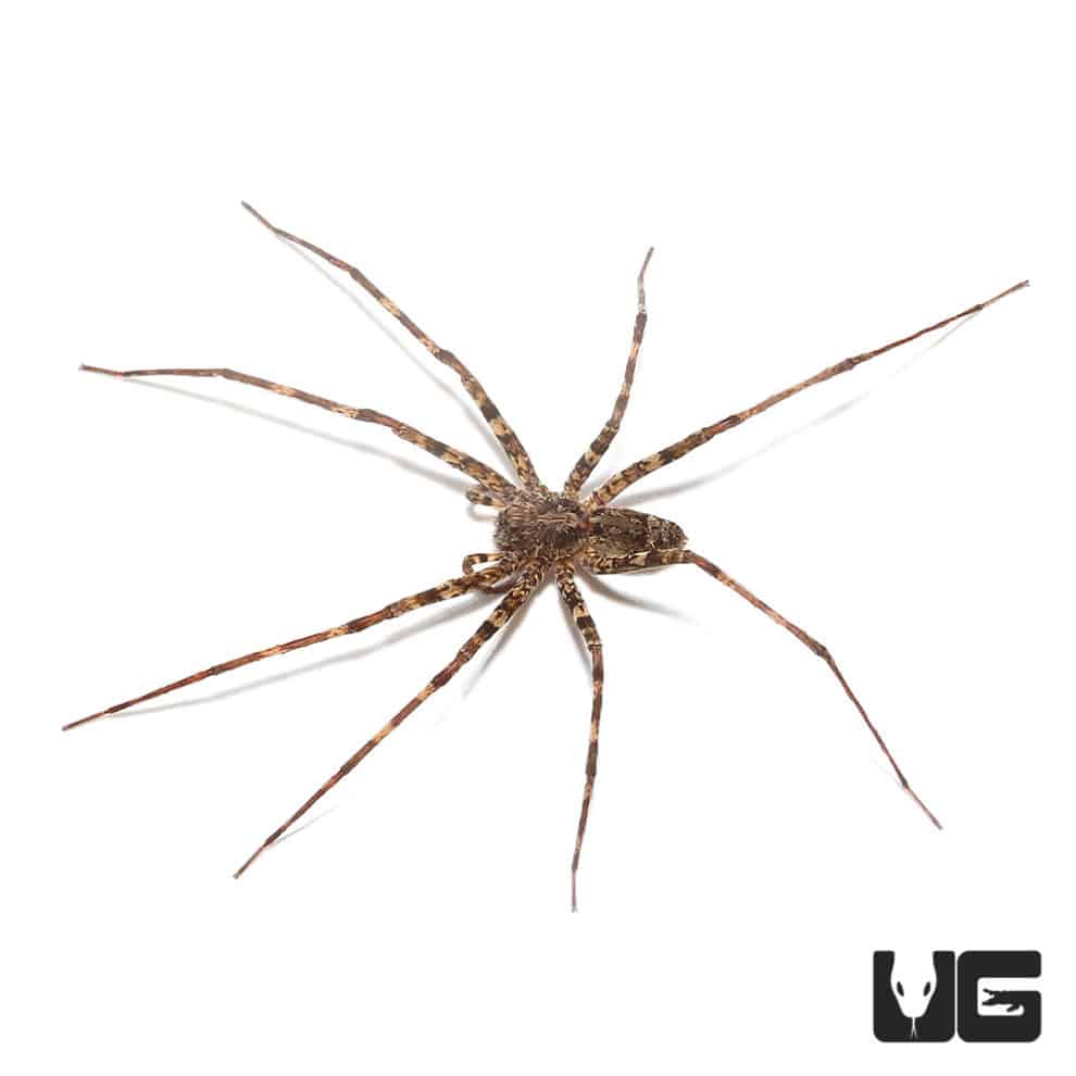 Tarantulas & Spiders For Sale - Underground Reptiles