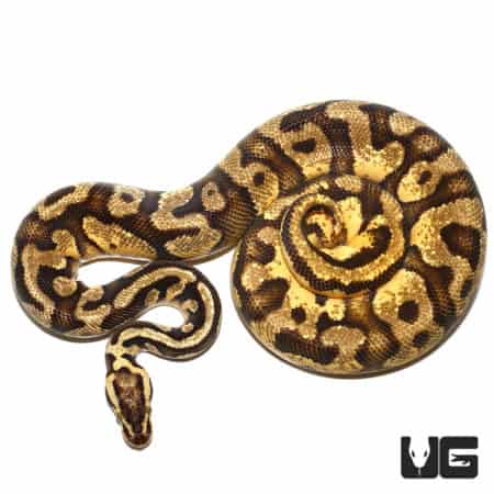 Pastel Firefly Enchi Yellowbelly Ball Python (Python regius) For Sale ...