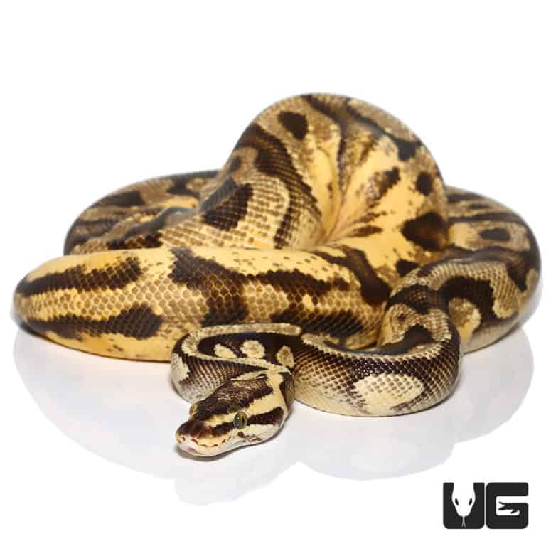 Pastel Firefly Enchi Yellowbelly Ball Python (Python regius) For Sale ...
