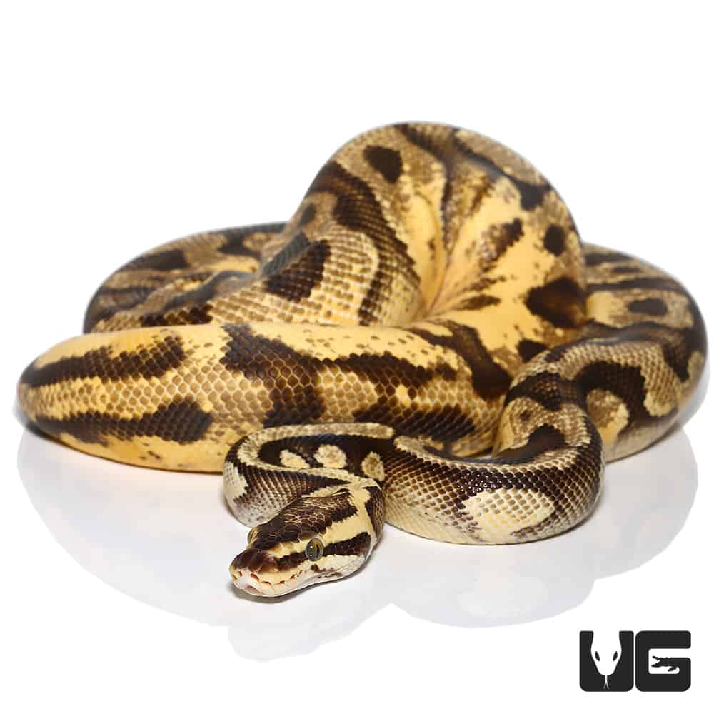 Pastel Firefly Enchi Yellowbelly Ball Python (Python regius) For Sale ...