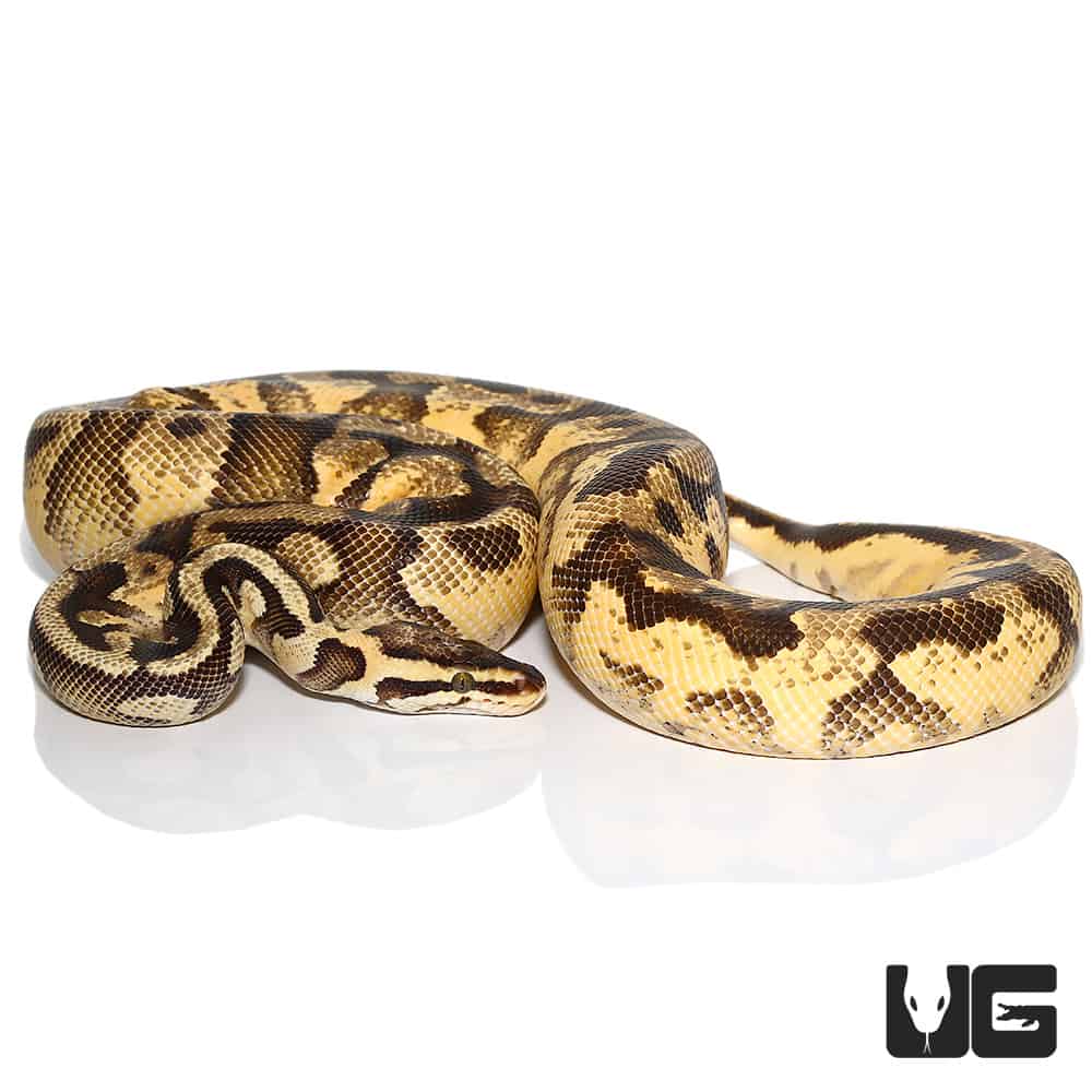 Pastel Firefly Enchi Yellowbelly Ball Python (Python regius) For Sale ...
