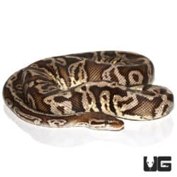 Pastel Firefly Hidden Gene Woma Ball Python (Python regius) For Sale ...