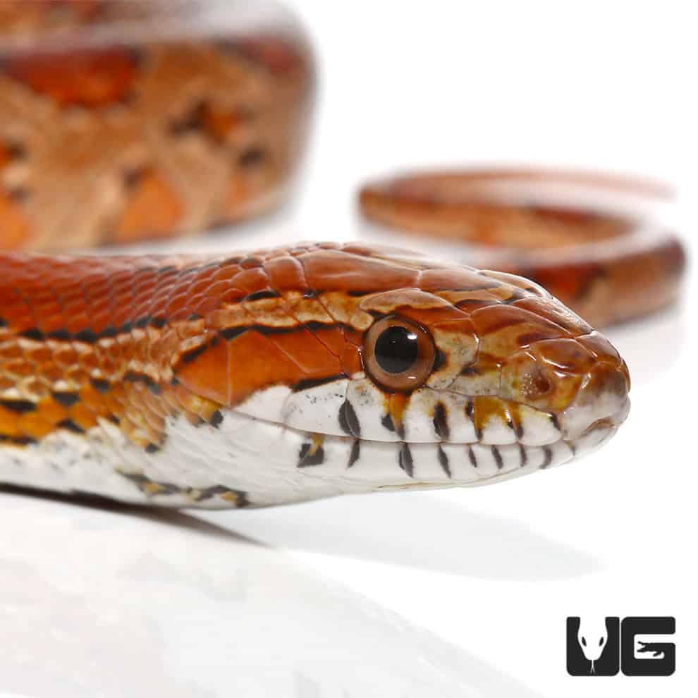 Adult Classic Cornsnakes For Sale - Underground Reptiles