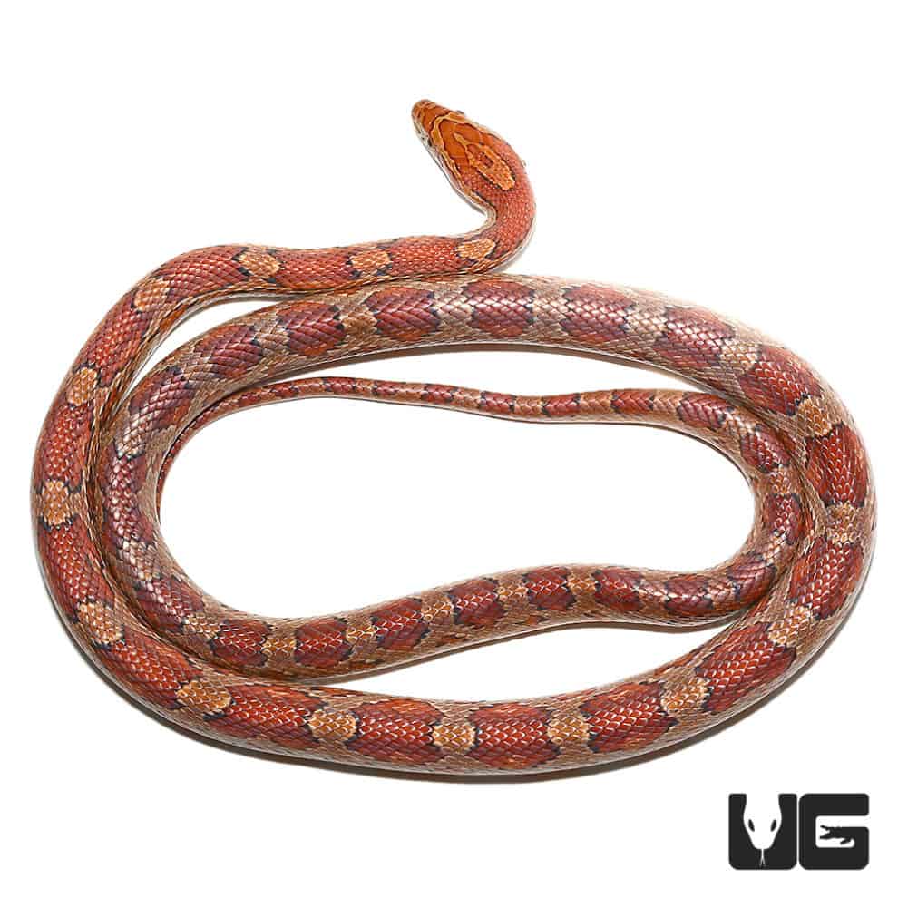 Adult Classic Cornsnakes For Sale - Underground Reptiles