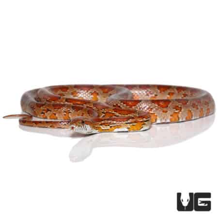 Adult Classic Cornsnakes For Sale - Underground Reptiles