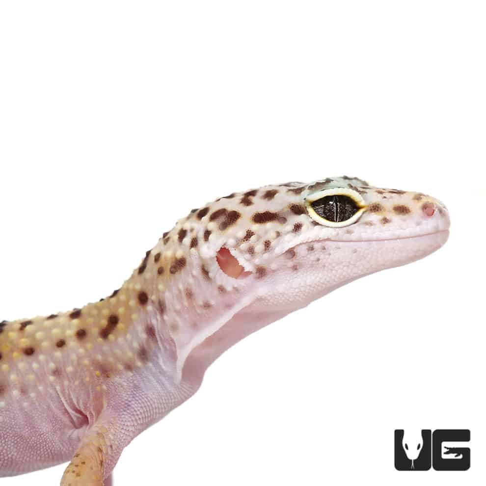 Adult Leopard Geckos (Eublepharis macularius) For Sale - Underground ...