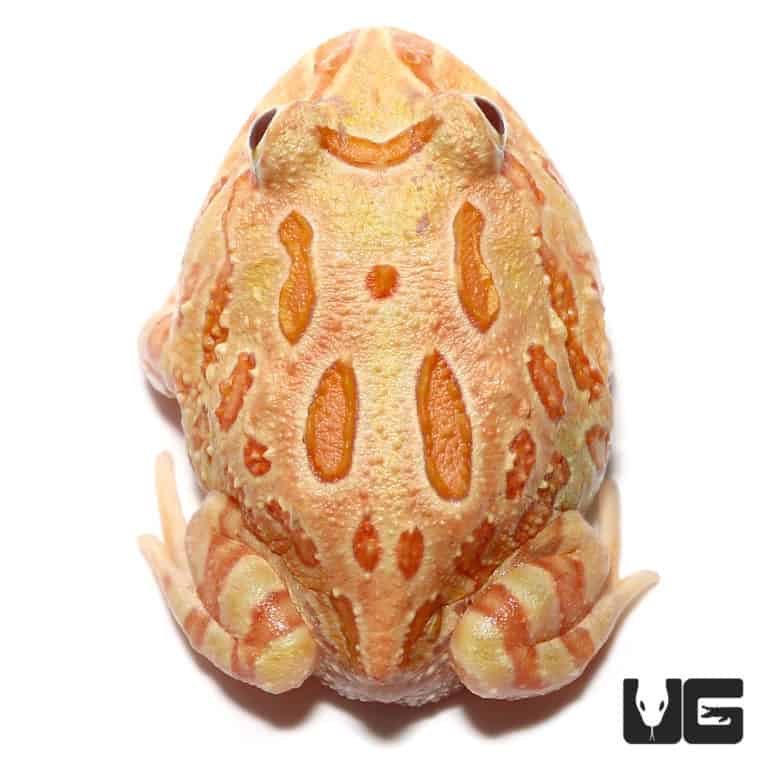 Apricot Pacman Frogs (Ceratophrys cranwelli) For Sale - Underground ...