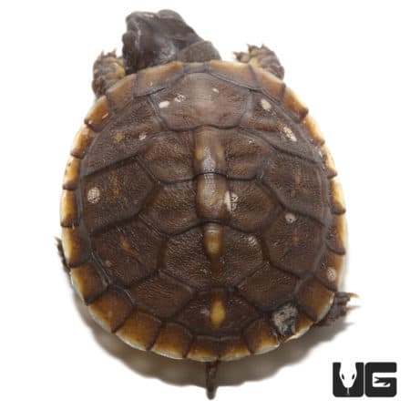 Turtles For Sale - Underground Reptiles