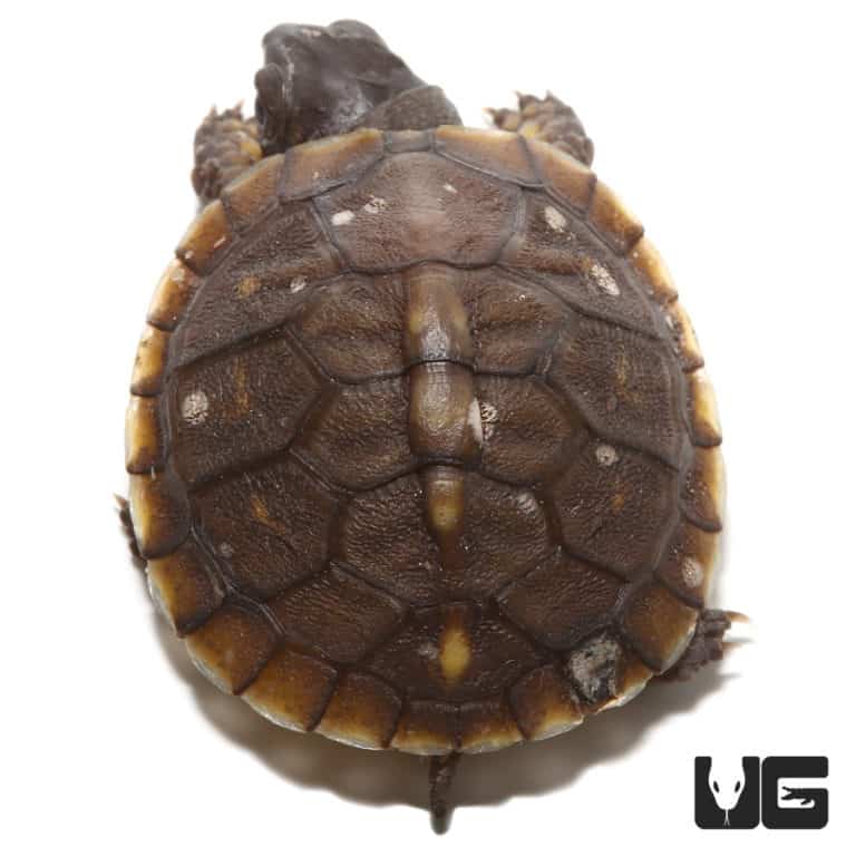 Turtles For Sale - Underground Reptiles