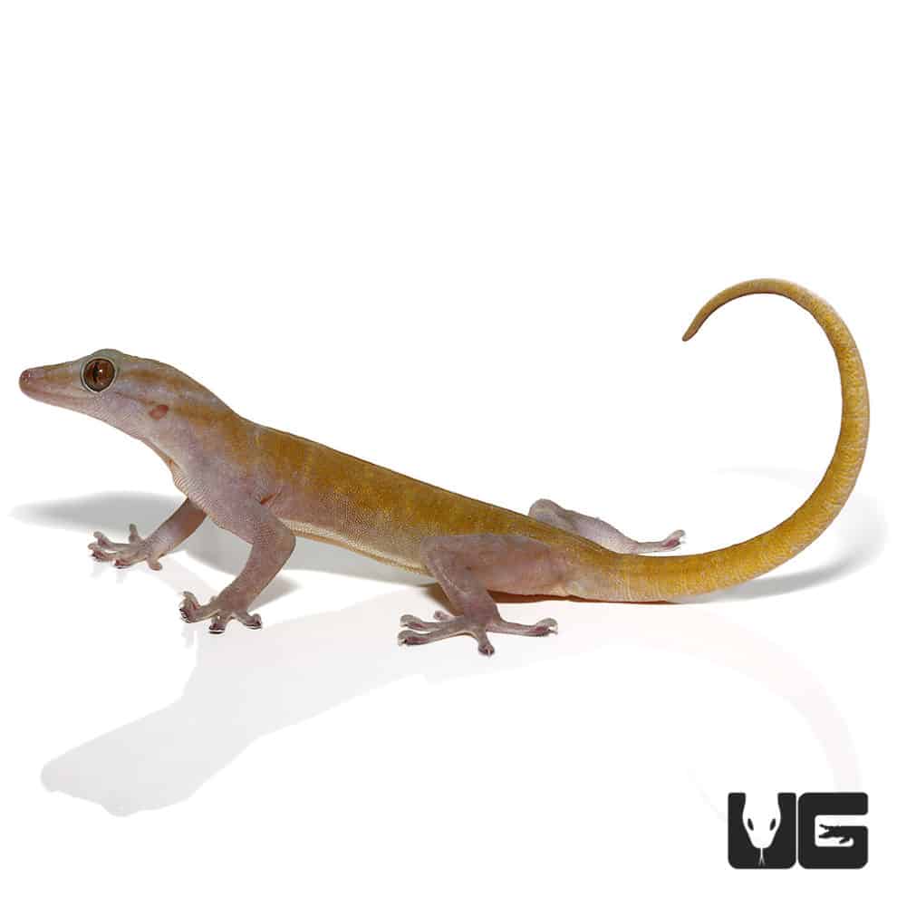 Golden Geckos For Sale - Underground Reptiles