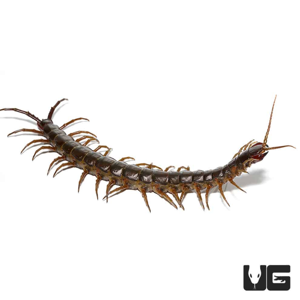 Solomon Island Giant Black Centipede (Ethmostigmus Rubripes ...