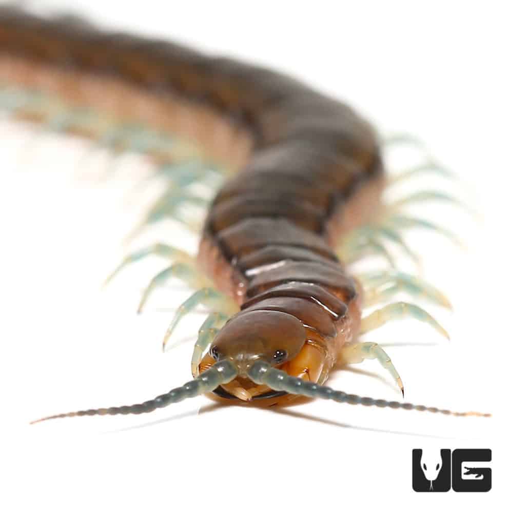 Centipedes, Millipedes and More For Sale - Underground Reptiles