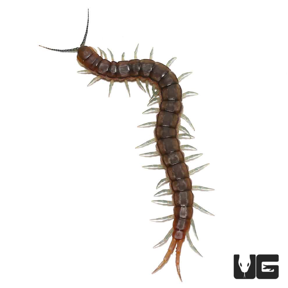 Texas Tiger Centipedes For Sale - Underground Reptiles