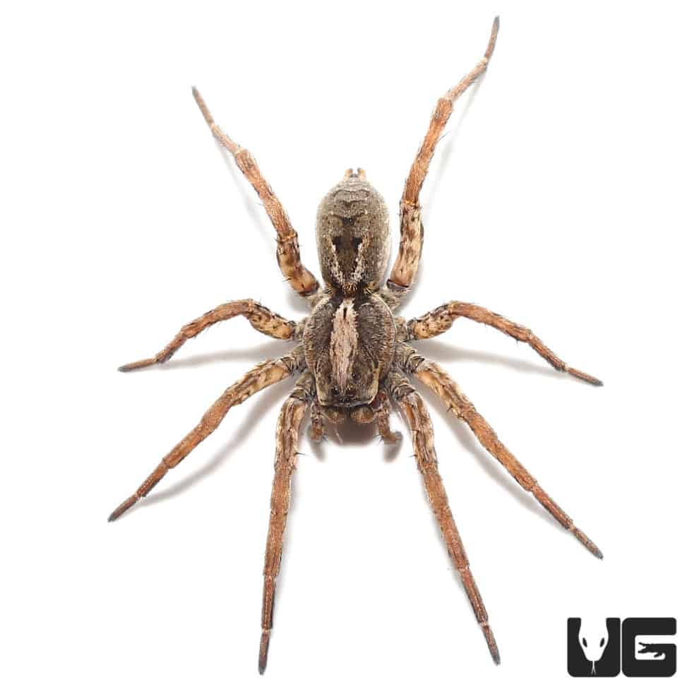 Nigerian Wolf Spider (Lycosidae Sp. "Nigeria") For Sale - Underground ...