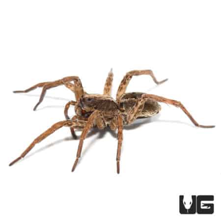 Nigerian Wolf Spider (Lycosidae Sp. "Nigeria") For Sale - Underground ...