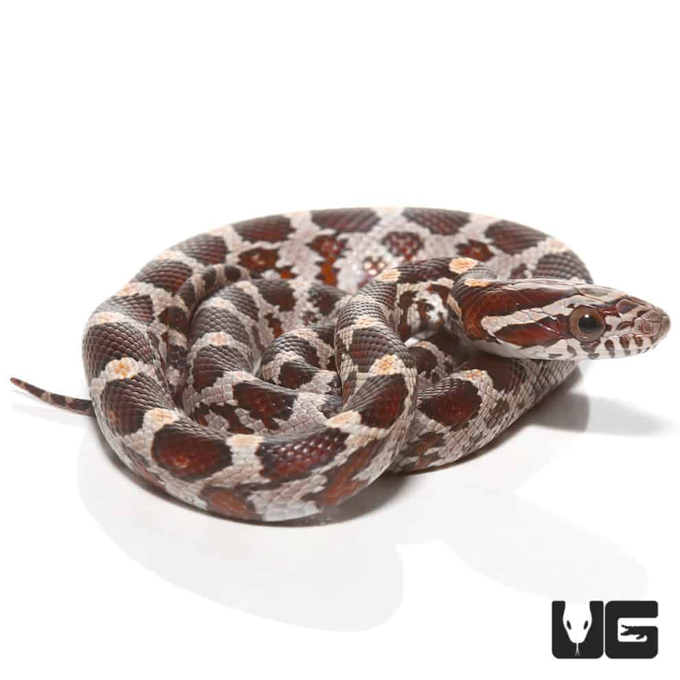 Normal 100%% Het Hendry County Anery Cornsnake (Pantherophis guttatus ...