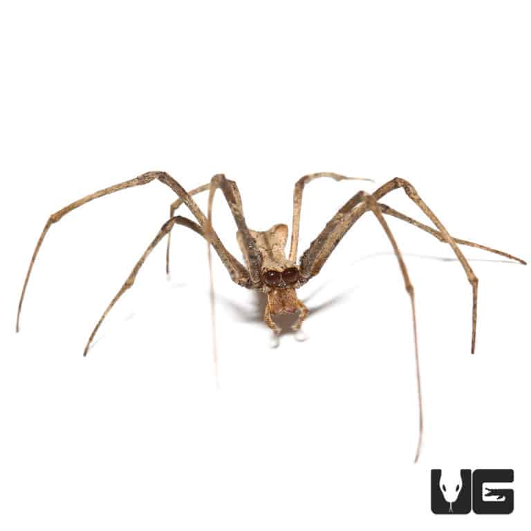 Baby Six Spotted Fishing Spiders for sale - Underground Reptiles