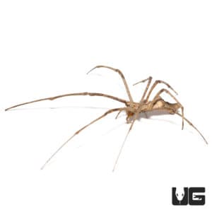 Baby Six Spotted Fishing Spiders for sale - Underground Reptiles