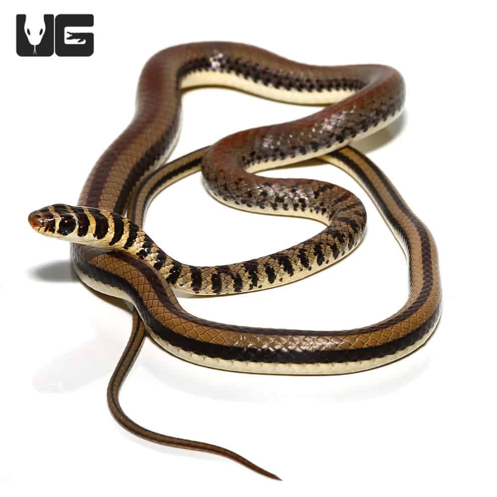 Ornate Olympic Snake (Psammophis Praeornatus) For Sale - Underground ...