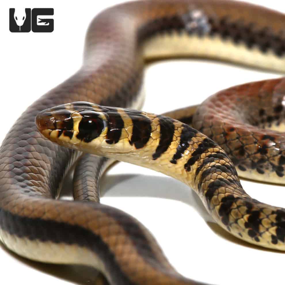 Ornate Olympic Snake (Psammophis Praeornatus) For Sale - Underground ...