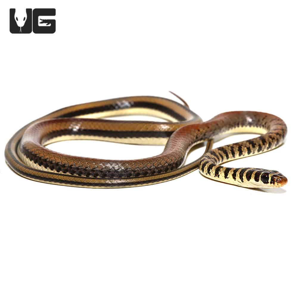 Ornate Olympic Snake (Psammophis Praeornatus) For Sale - Underground ...