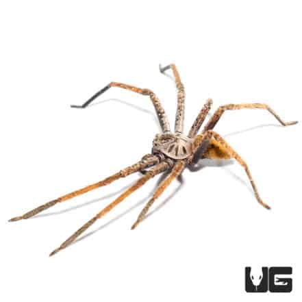 Baby Six Spotted Fishing Spiders for sale - Underground Reptiles