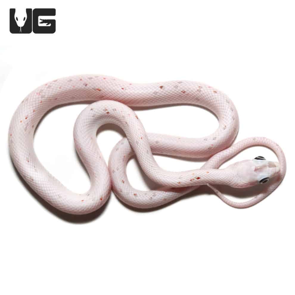 Baby Palmetto Cornsnake For Snake - Underground Reptiles Baby Palmetto Cornsnake For Snake - Underground Reptiles