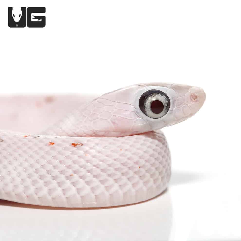 Baby Palmetto Cornsnake For Snake - Underground Reptiles Baby Palmetto Cornsnake For Snake - Underground Reptiles