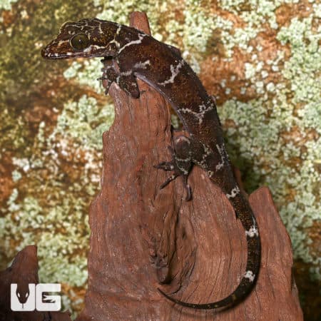 Bintang Geckos For Sale - Underground Reptiles