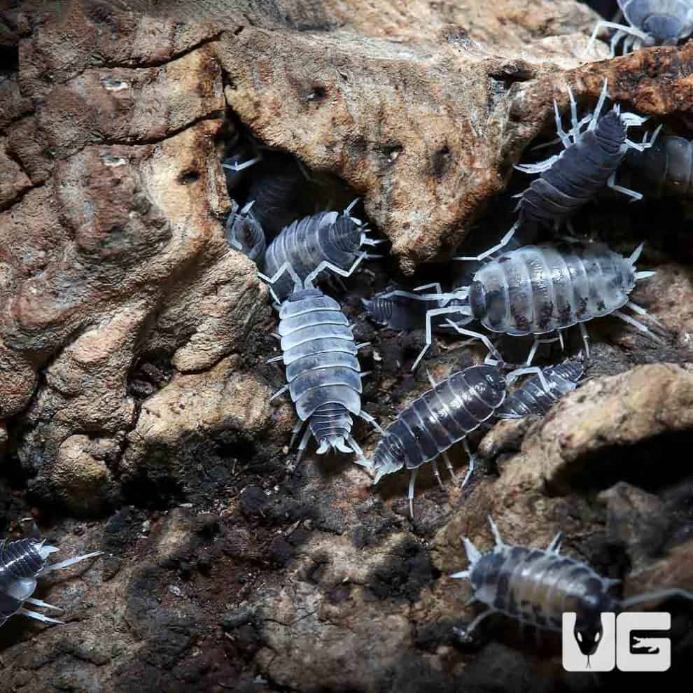 Porcellionides Pruinosus Oreo Crumble Isopods For Sale - Underground ...
