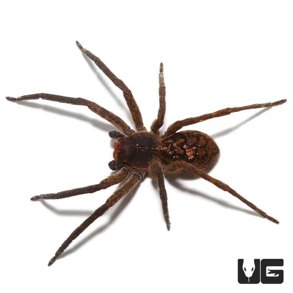 Field Wolf Spiders for sale - Underground Reptiles