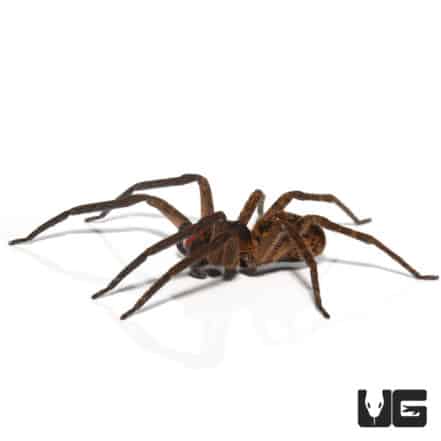 Field Wolf Spiders for sale - Underground Reptiles