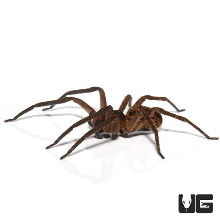 Field Wolf Spiders for sale - Underground Reptiles