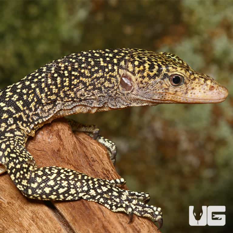 Mangrove Monitors For Sale - Underground Reptiles