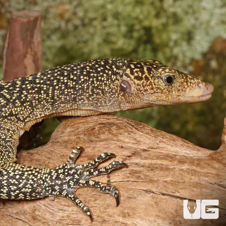 Mangrove Monitors For Sale - Underground Reptiles