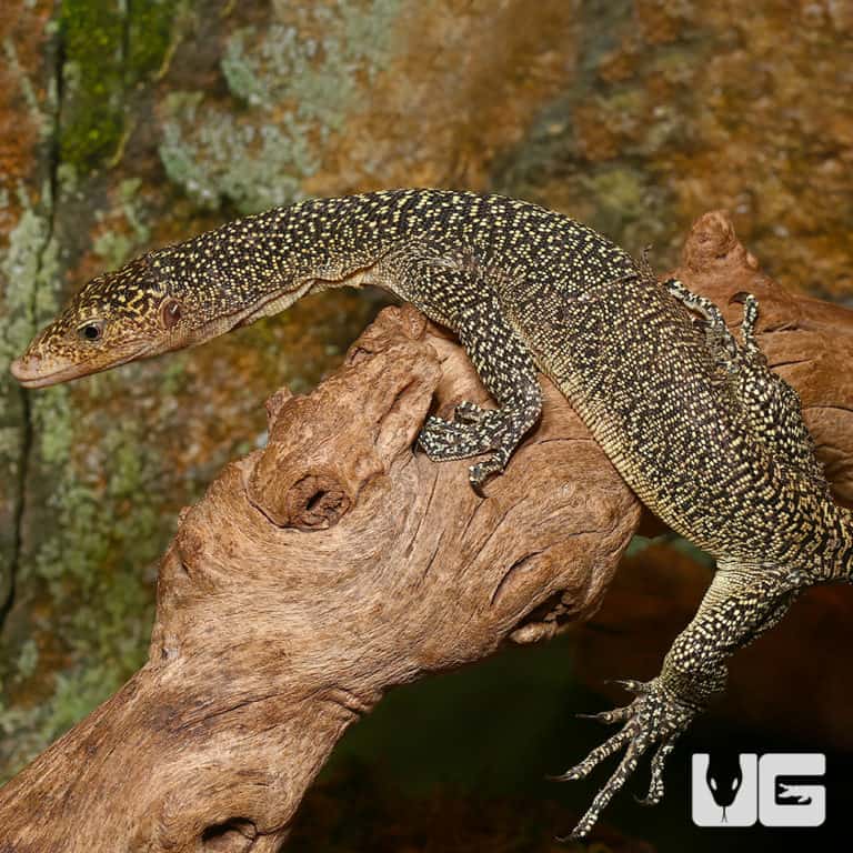 Mangrove Monitors For Sale - Underground Reptiles