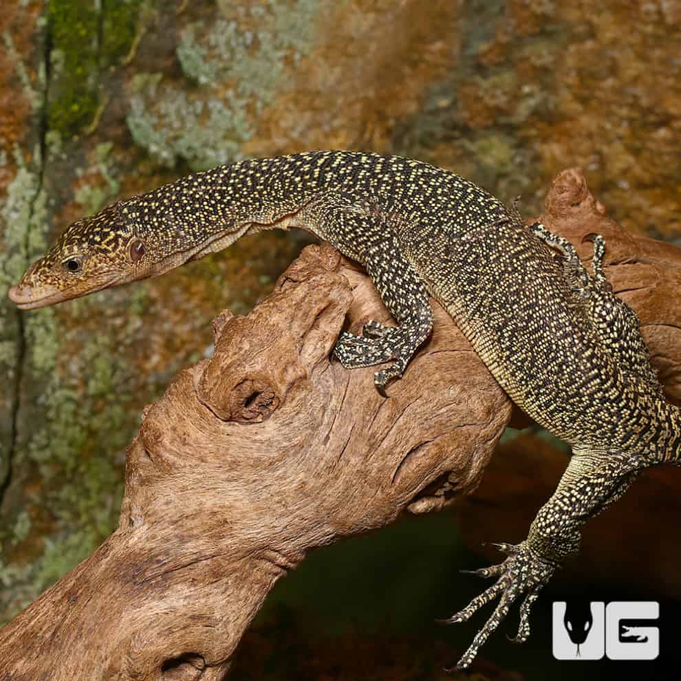 Mangrove Monitors For Sale - Underground Reptiles