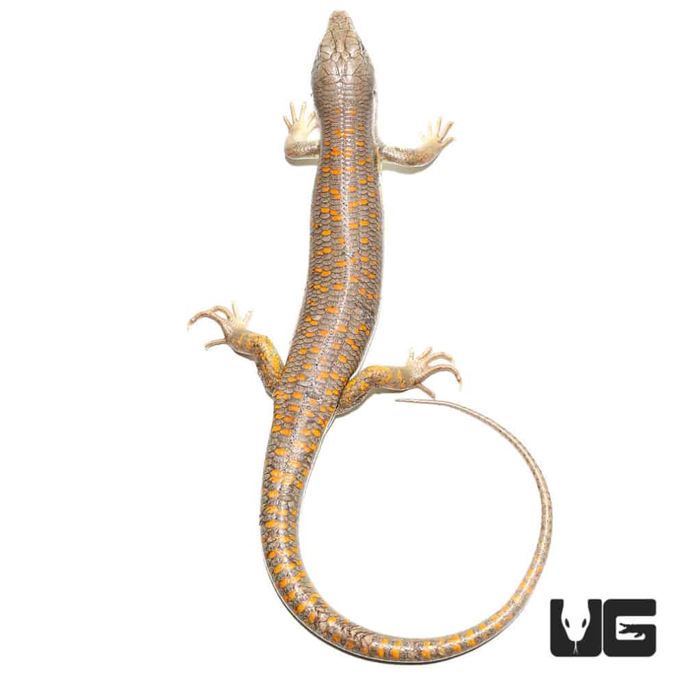 Schneider's Skinks (Eumeces schneideri) For Sale - Underground Reptiles