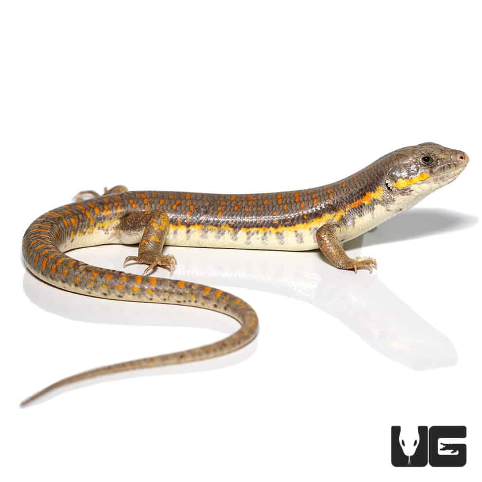 Schneider's Skinks (Eumeces schneideri) For Sale - Underground Reptiles