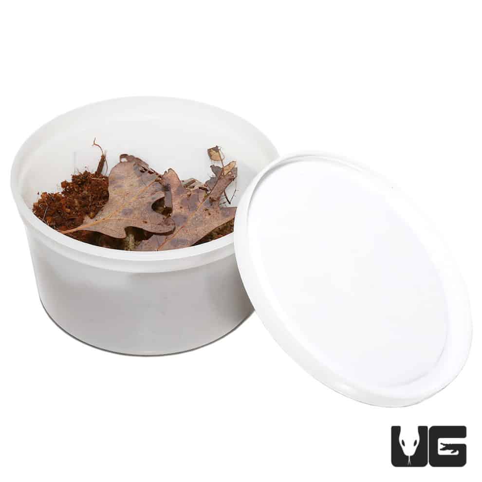 Isopods For Sale - Underground Reptiles