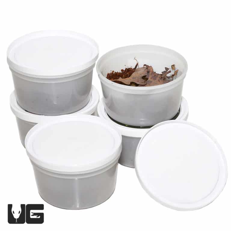 Cubaris Murina "Silver Ghost" Isopods (Cubaris Murina) For Sale ...