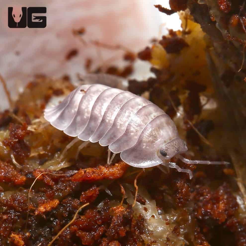 Cubaris Murina "Silver Ghost" Isopods (Cubaris Murina) For Sale ...