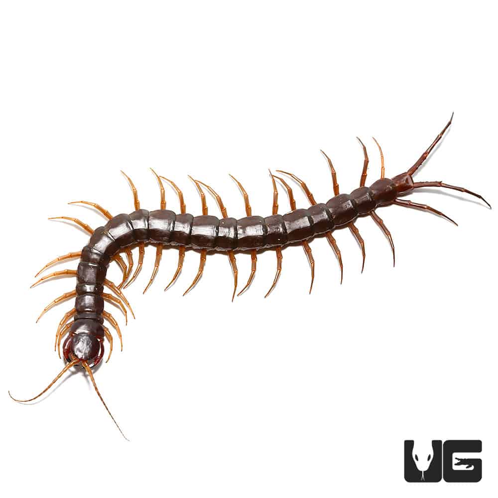 Solomon Island Centipedes (Scolopendra metueda) For Sale - Underground ...