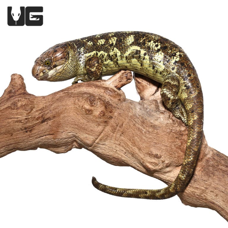 New Born Monkey Tailed Skinks For Sale - Underground Reptiles