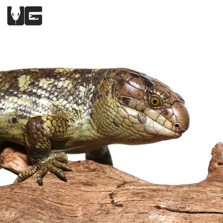 New Born Monkey Tailed Skinks For Sale - Underground Reptiles