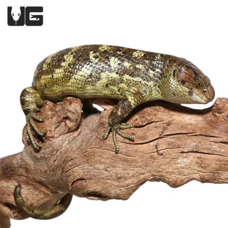 New Born Monkey Tailed Skinks For Sale - Underground Reptiles
