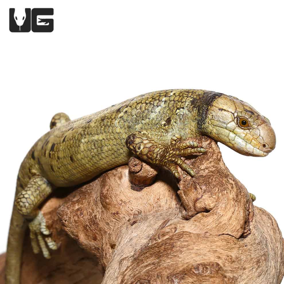 New Born Monkey Tailed Skinks For Sale - Underground Reptiles