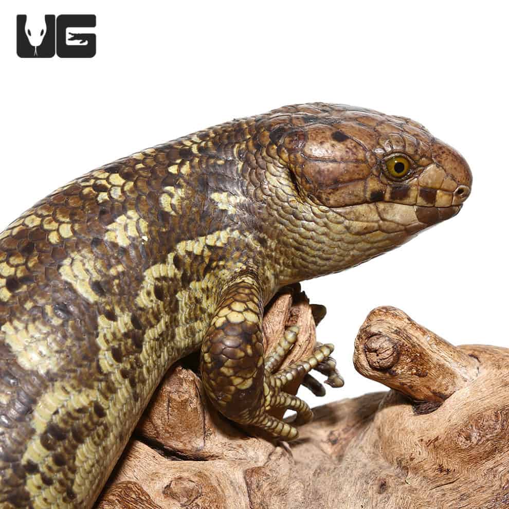 Baby Monkey Tail Skinks (Corucia zebrata) For Sale - Underground Reptiles