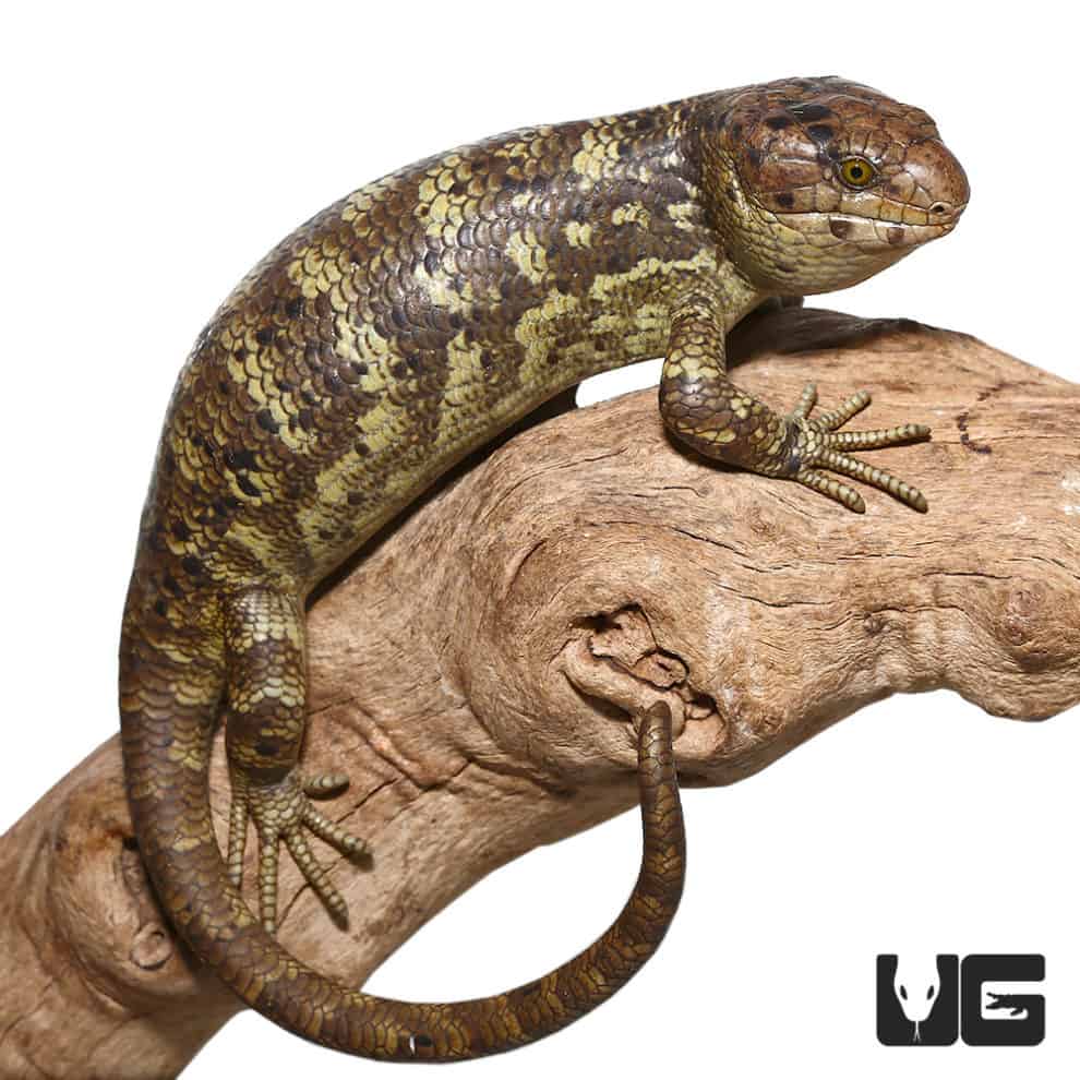 Skinks For Sale - Underground Reptiles